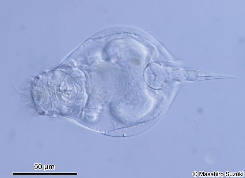 ウサギワムシ属の1種 Lepadella sp.
