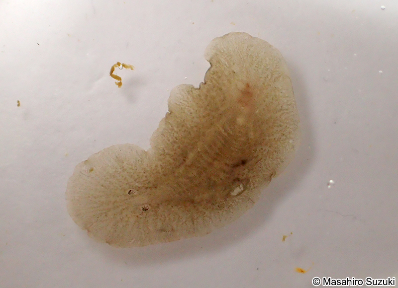 ウスヒラムシ Notocomplana humilis