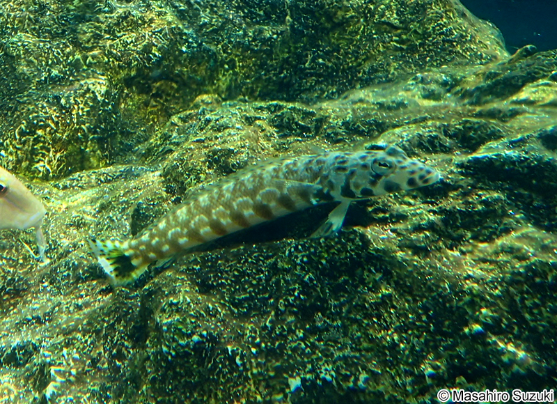 ワヌケトラギス Parapercis millepunctata