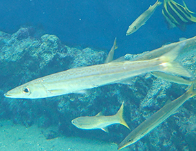 アジ系 Series Carangaria