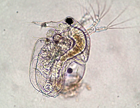 鰓脚綱 Class Branchiopoda