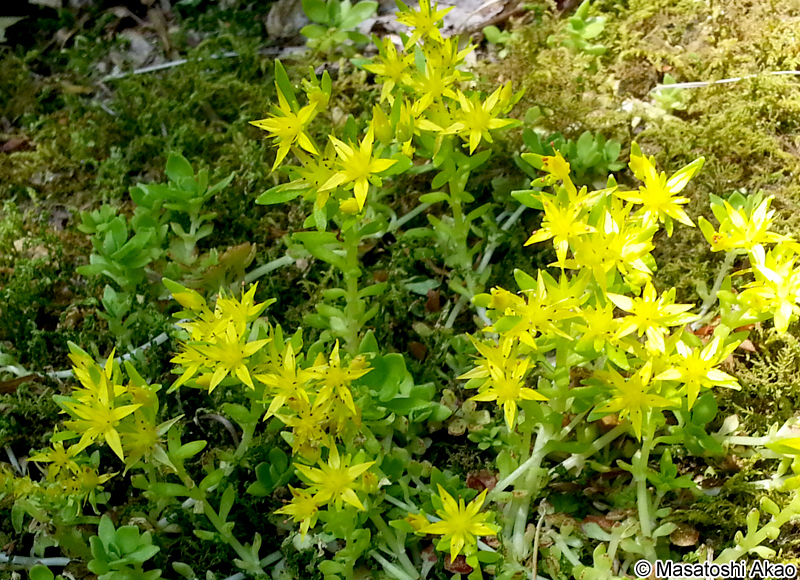 ヒメレンゲ Sedum subtile