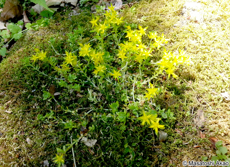 ヒメレンゲ Sedum subtile