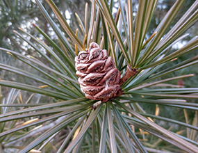 マツ目 Order Pinales