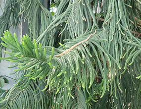 マツ目 Order Pinales