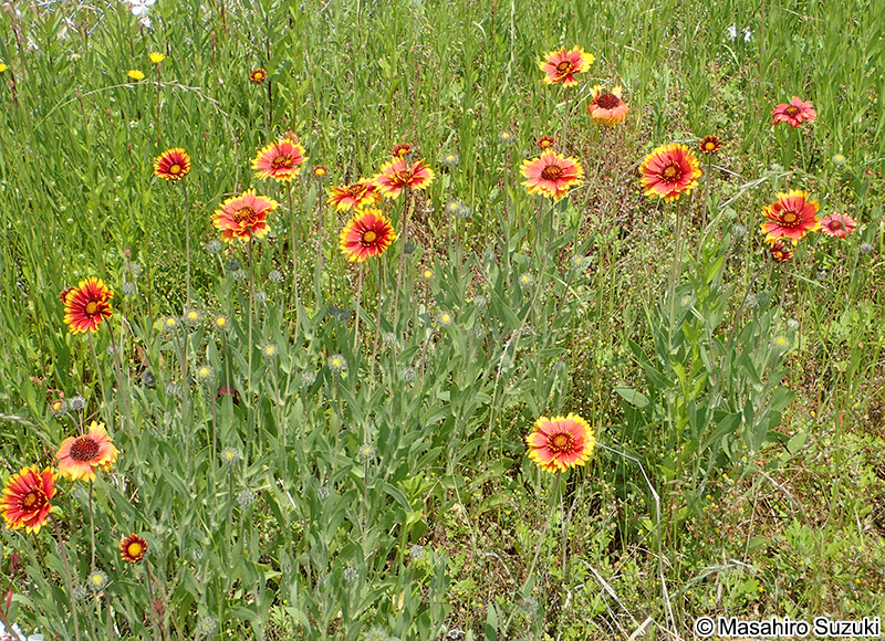テンニンギク Gaillardia pulchella var. picta