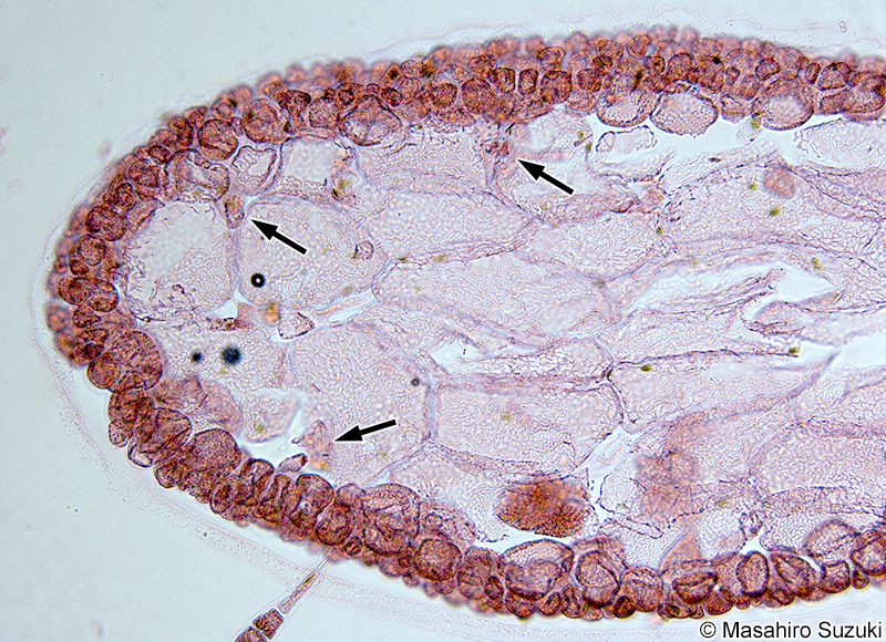 ヒラワツナギソウ Champia bifida