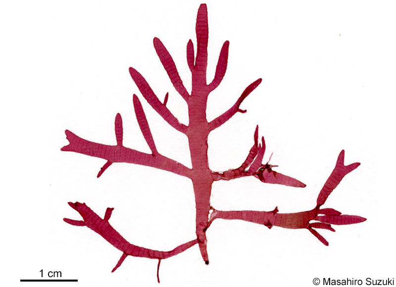 ヒラワツナギソウ Champia bifida