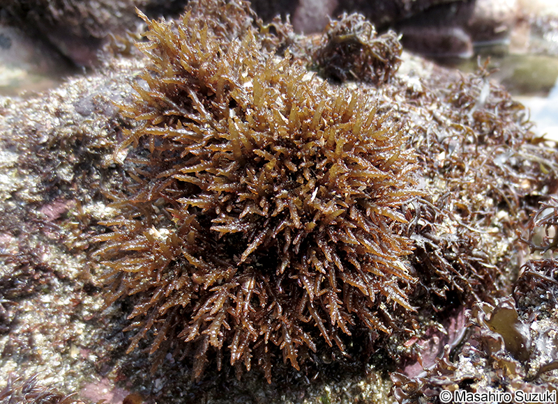 ワツナギソウ "Champia parvula"