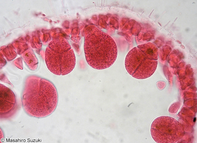 ワツナギソウ "Champia parvula"