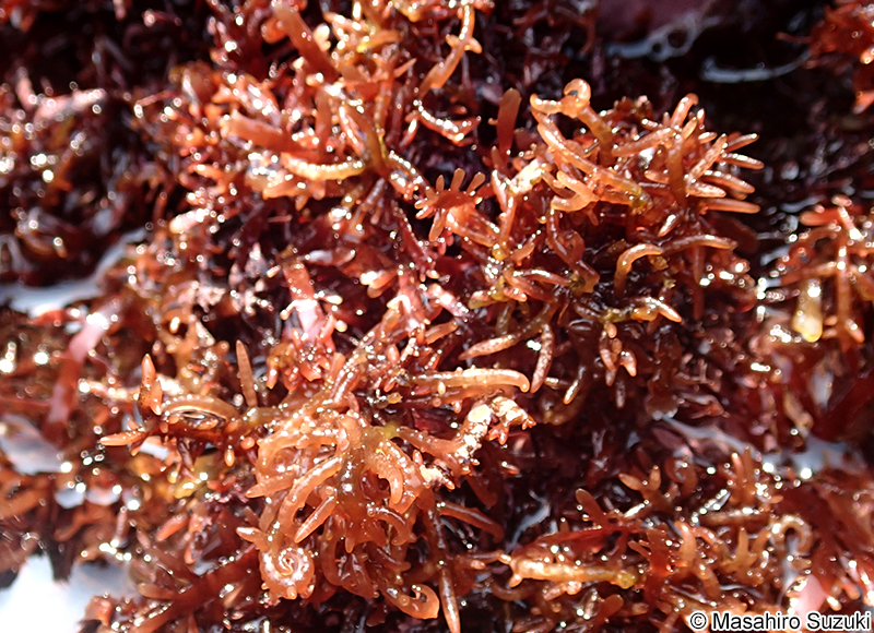 ワツナギソウ "Champia parvula"