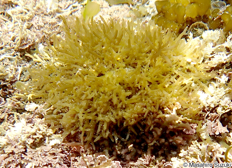 ワツナギソウ "Champia parvula"