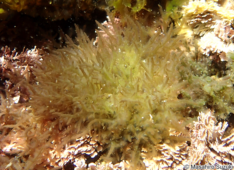 ワツナギソウ "Champia parvula"