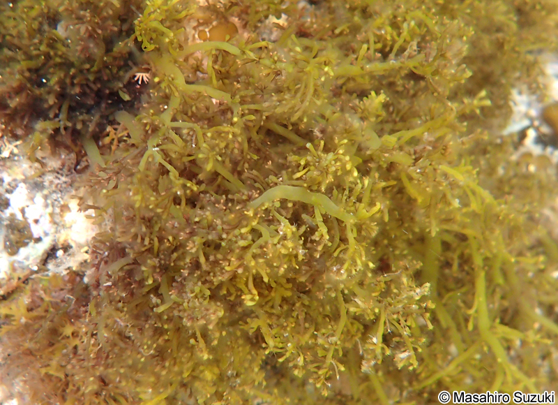 ユナ Chondria crassicaulis