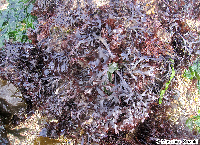 Chondrus crispus