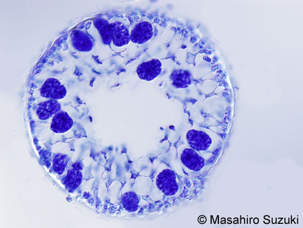 ニセイバラノリ Coelothrix irregularis