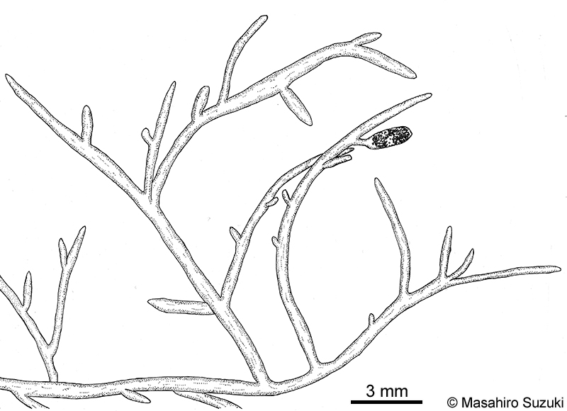 ニセイバラノリ Coelothrix irregularis