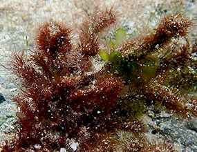 フジマツモ科 Family Rhodomelaceae