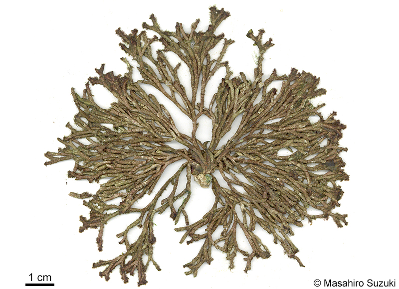 コフサガラガラ Galaxaura rugosa