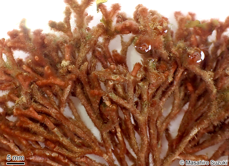 コフサガラガラ Galaxaura rugosa