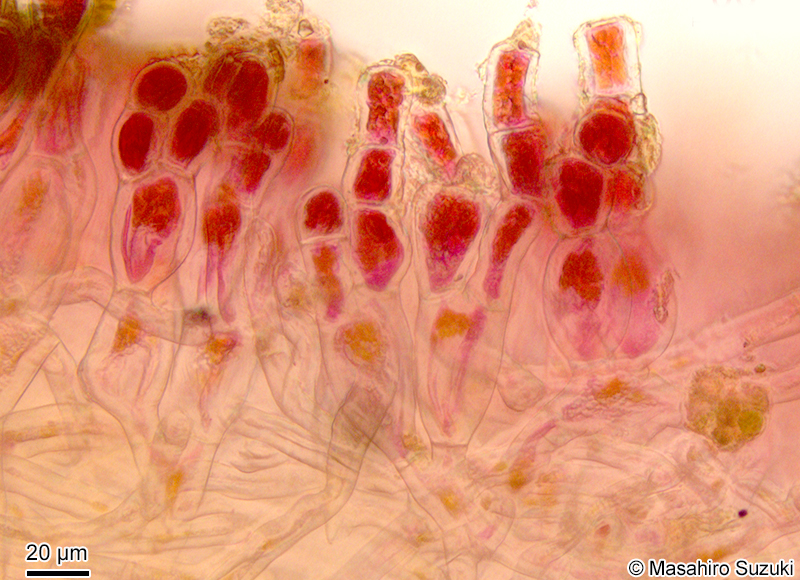 コフサガラガラ Galaxaura rugosa