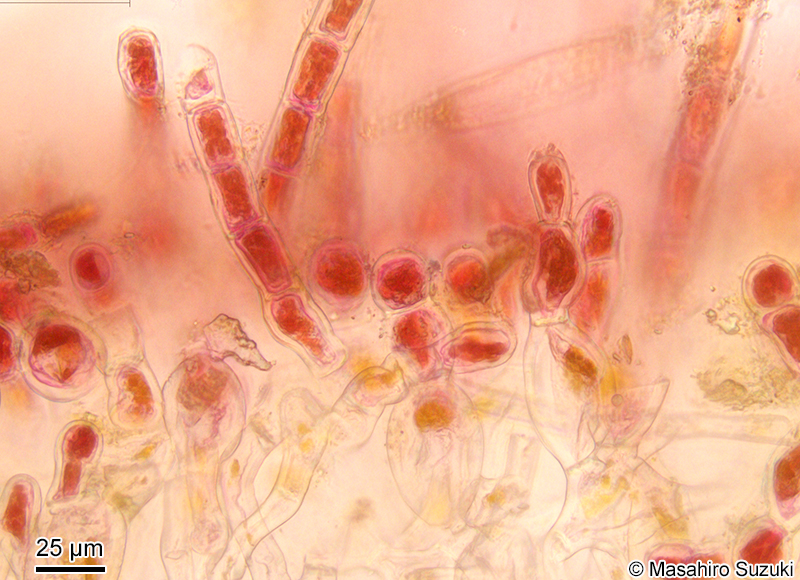 コフサガラガラ Galaxaura rugosa