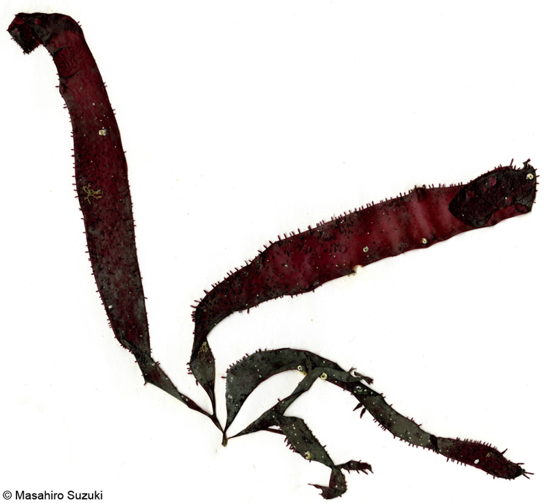 キョウノヒモ Polyopes lancifolius