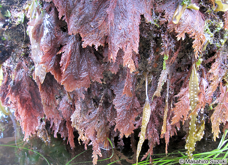 クシベニヒバ Ptilota filicina