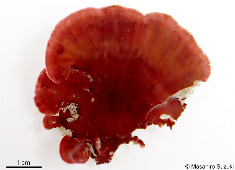 エツキイワノカワ Sonderophycus cauliferus