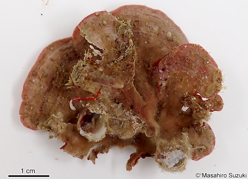 エツキイワノカワ Sonderophycus cauliferus