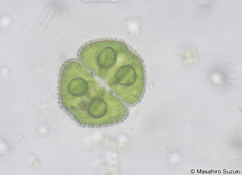 Cosmarium formosulum