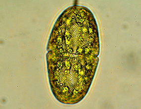 チリモ目 Order Desmidiales