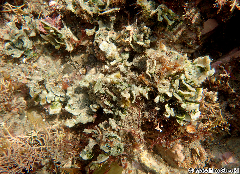 ウチワサボテングサ Halimeda macroloba