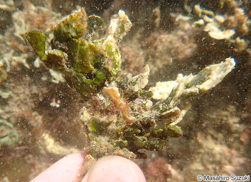 ウチワサボテングサ Halimeda macroloba