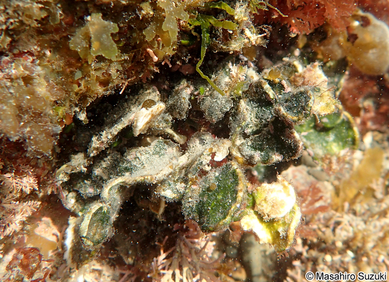 ウチワサボテングサ Halimeda macroloba