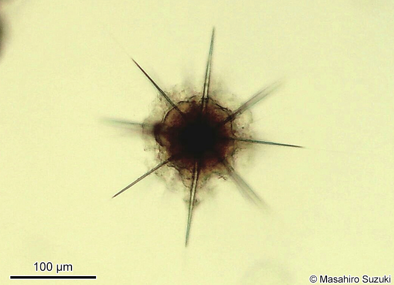 ウミサボテンムシ Acanthometra pellucida